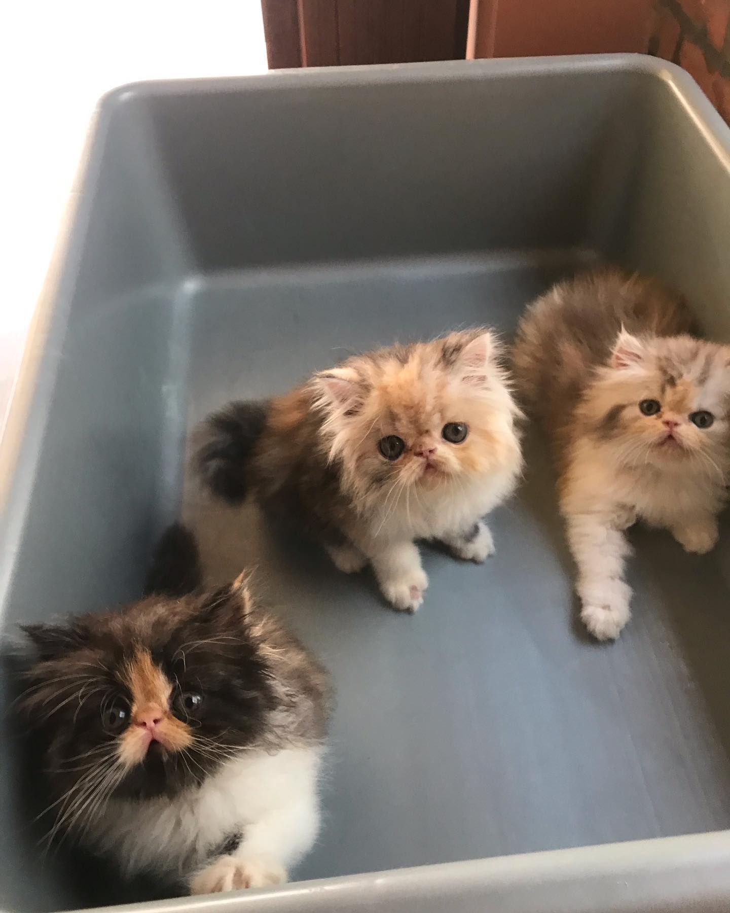 11 Jenis Kucing Super Gemesin dan Cocok Dijadikan Teman Main di Rumah ...