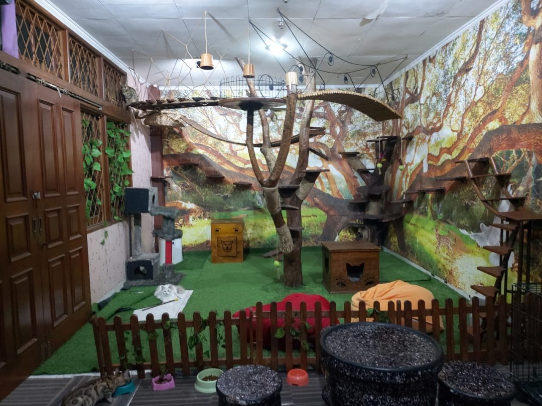 One Stop Refreshing di Surga Kucing Bintaro, Asyiknya Main Dengan 10 ...