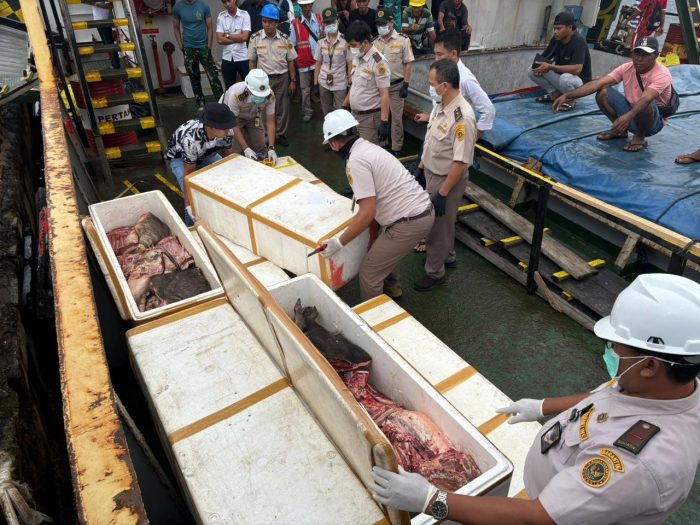Karantina Sulut Sita 800 Kilogram Daging Celeng Tanpa Dokumen di ...